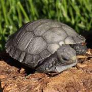 Burmese Brown Mountain tortoise for sale online - baby Mountain tortoises