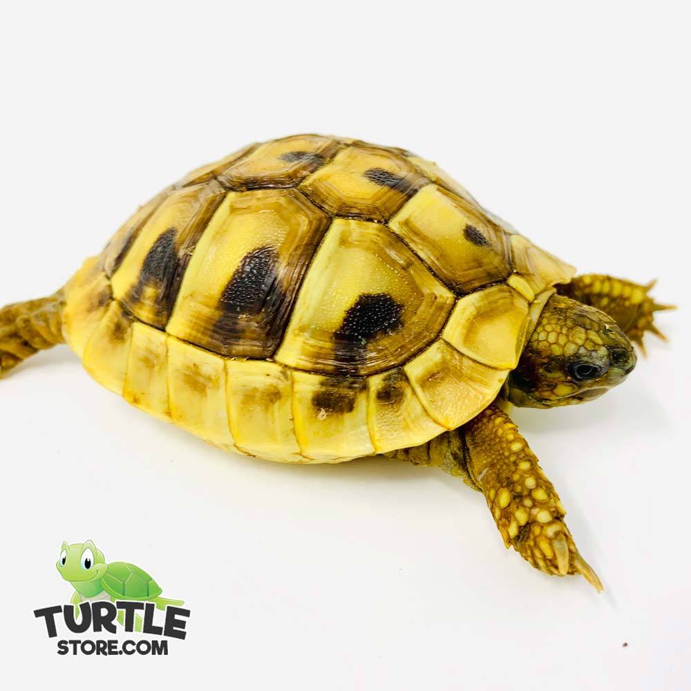 Eastern Hermann's Tortoise Lifespan Hermann's Tortoise Life Expectany