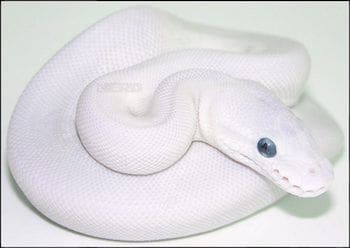 ball pythons for sale online | baby ball python for sale cheap near me