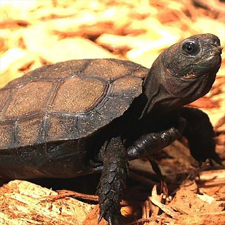 Burmese Mountain tortoise for sale | burmese black | Burmese Brown