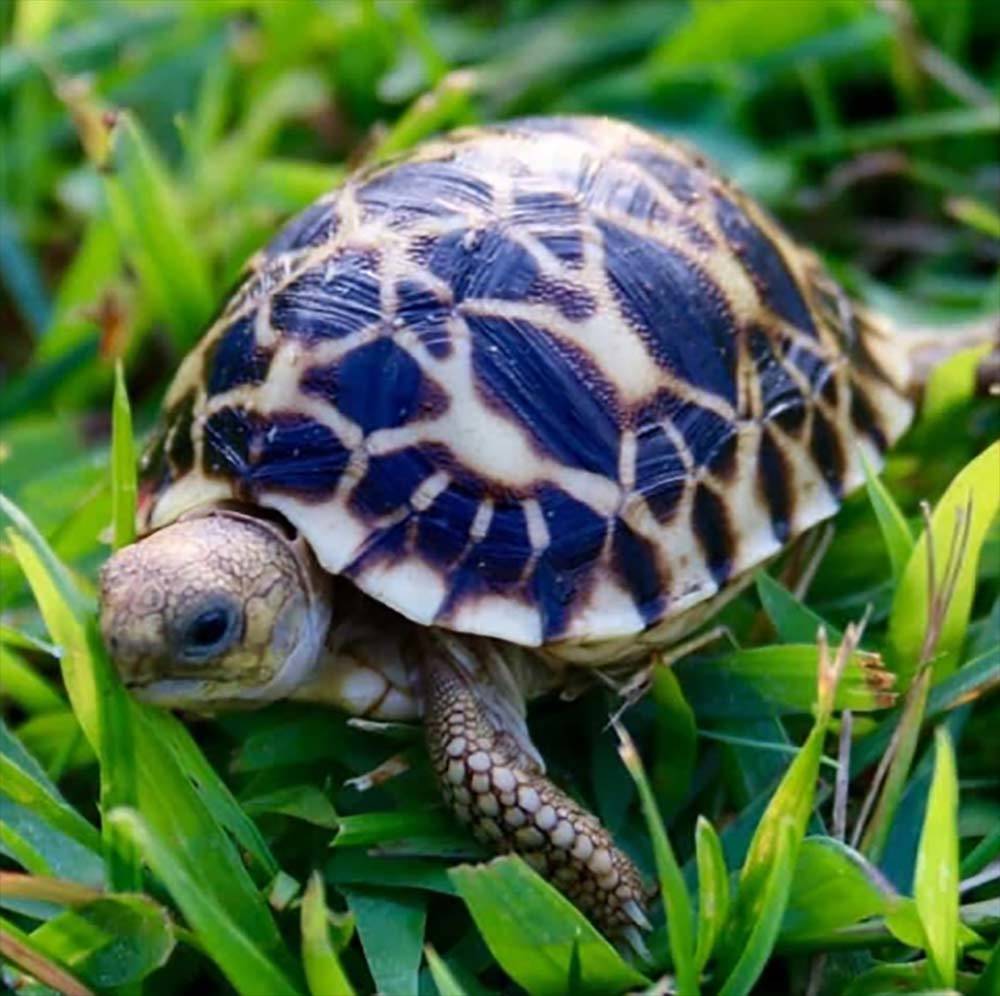 Burmese Star Tortoise UVB Lighting Burmese Star Tortoise Lighting