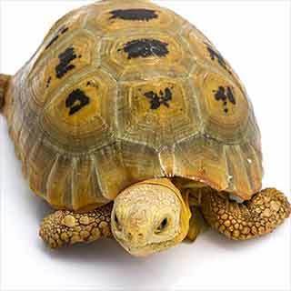 medium size tortoise for sale online | medium sized tortoise species breeds