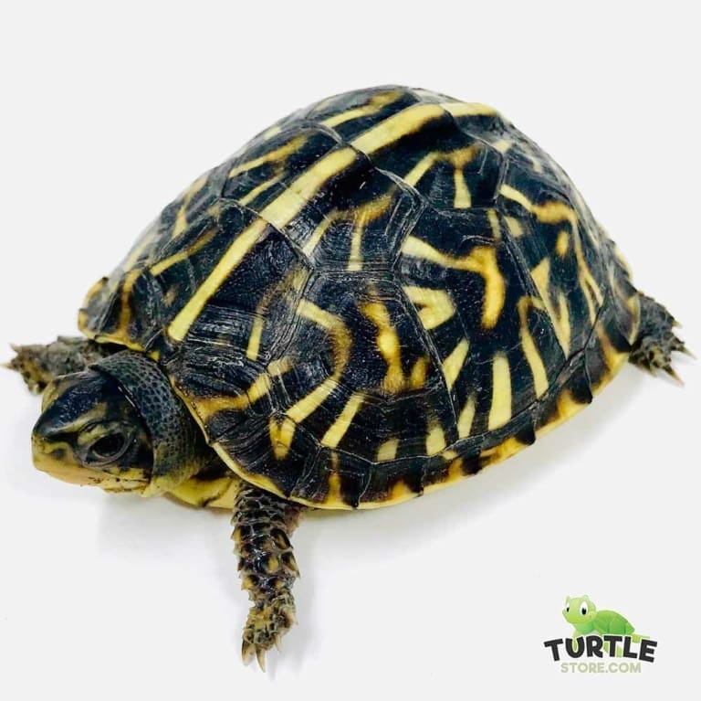 Box turtles for sale near me | baby Eastern Box turtle for sale online ...