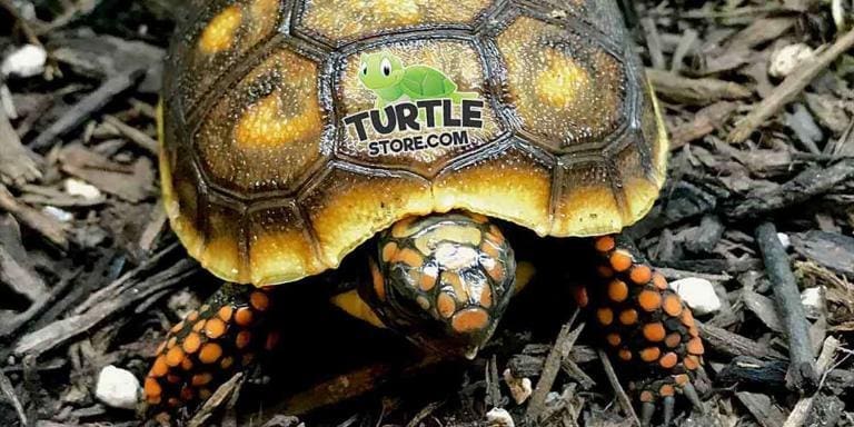 medium size tortoise for sale online | medium sized tortoise species breeds