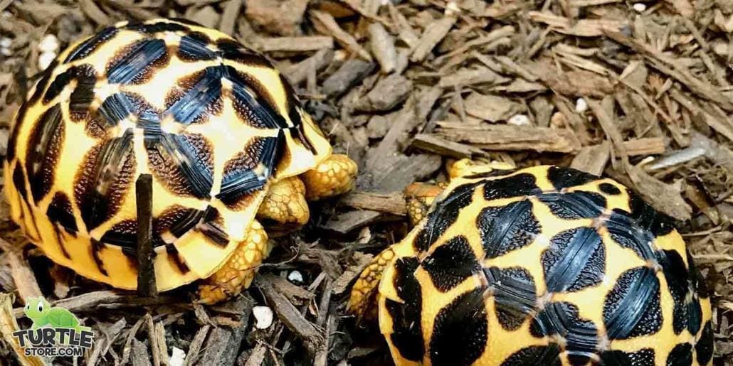 Star Tortoise for Sale Burmese Star Tortoise Indian Star Tortoises for ...