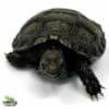 Burmese Mountain tortoise for sale | burmese black | Burmese Brown