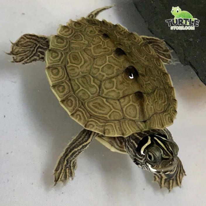 Mississippi map turtle for sale baby Mississippi map turtles for sale ...