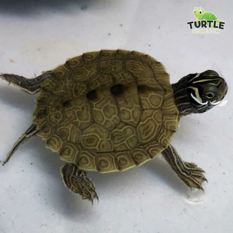 Mississippi map turtle for sale baby Mississippi map turtles for sale ...