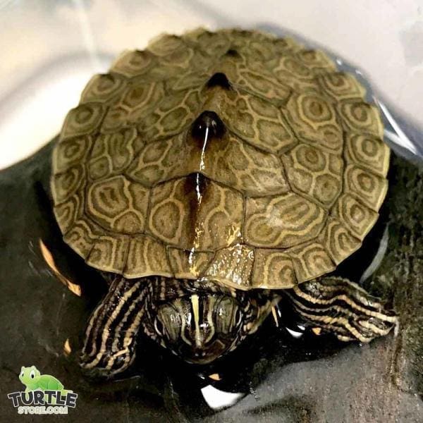 Mississippi map turtle for sale baby Mississippi map turtles for sale ...