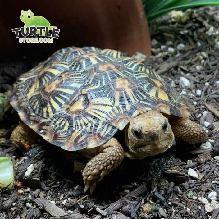 Pancake Tortoise Enclosure African Pancake Tortoise Enclosure