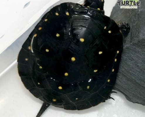 spotted turtle for sale | baby Spotted turtles for sale online near me