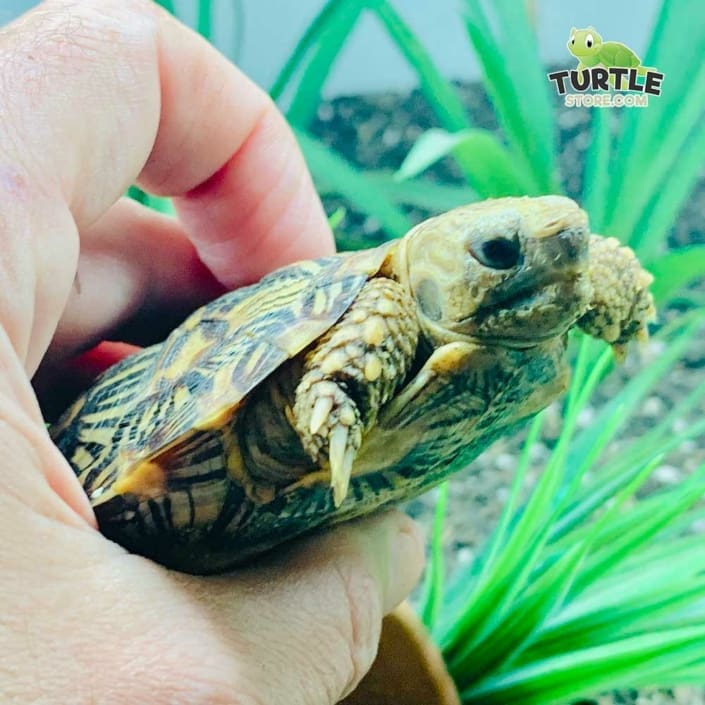 Pancake tortoise for sale - baby African pancake tortoises online