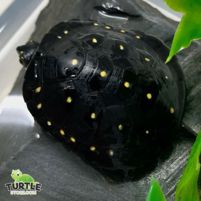 Yellow Footed Tortoise - Turtlestore.com