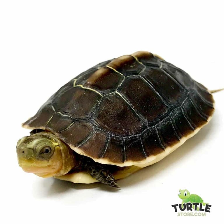 baby turtles for sale | the turtle store | water turtle | aquatic ...