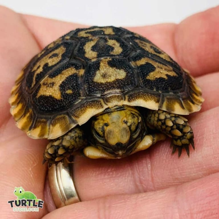 Pancake tortoise for sale - baby African pancake tortoises online