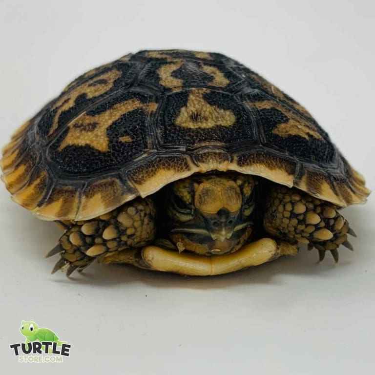 Pancake tortoise for sale - baby African pancake tortoises online