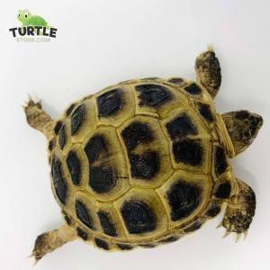 Russian Tortoise Substrate Horsefield Tortoise Substrate
