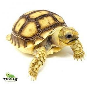 Sulcata Tortoise Substrate | what is the best substrate for a Sulcata ...