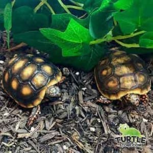 Red Foot Tortoise Care red foot tortoise for sale buy red footed tortoise