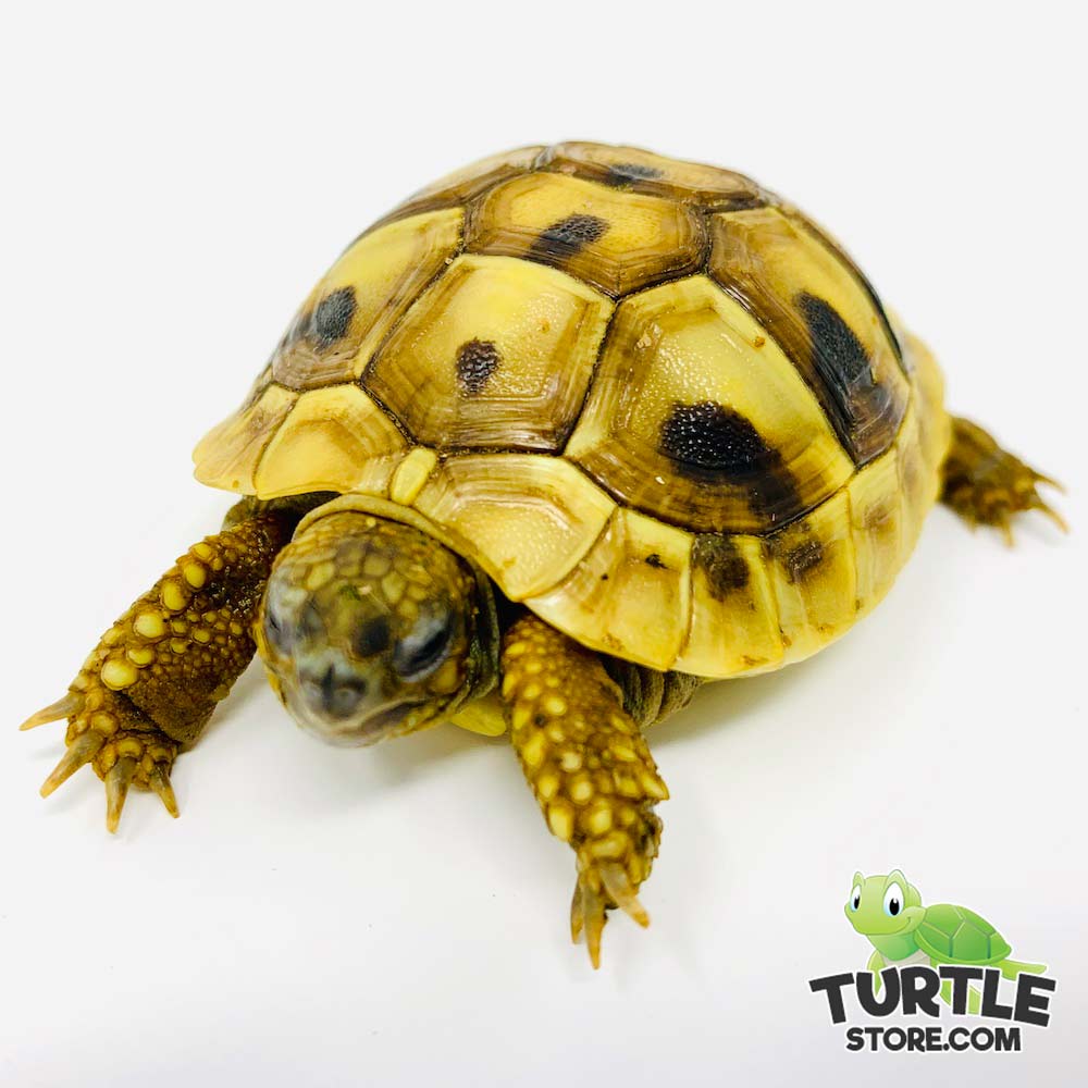Eastern Hermann's Tortoise Appearance Hermanns Tortoise Appearance