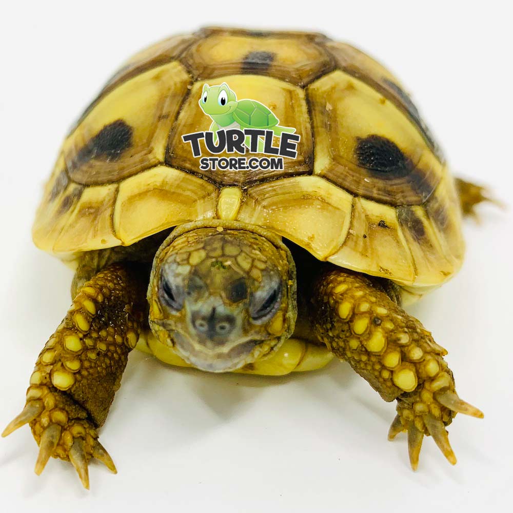small tortoise for sale | small tortoise breeds | smallest tortoise species