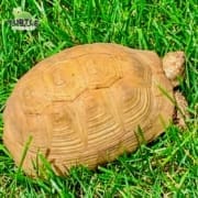 Golden Greek Tortoise Size Golden Greek Tortoise Sizing