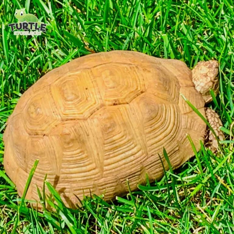 Golden Greek Tortoise Enclosure Golden Greek Enclosure