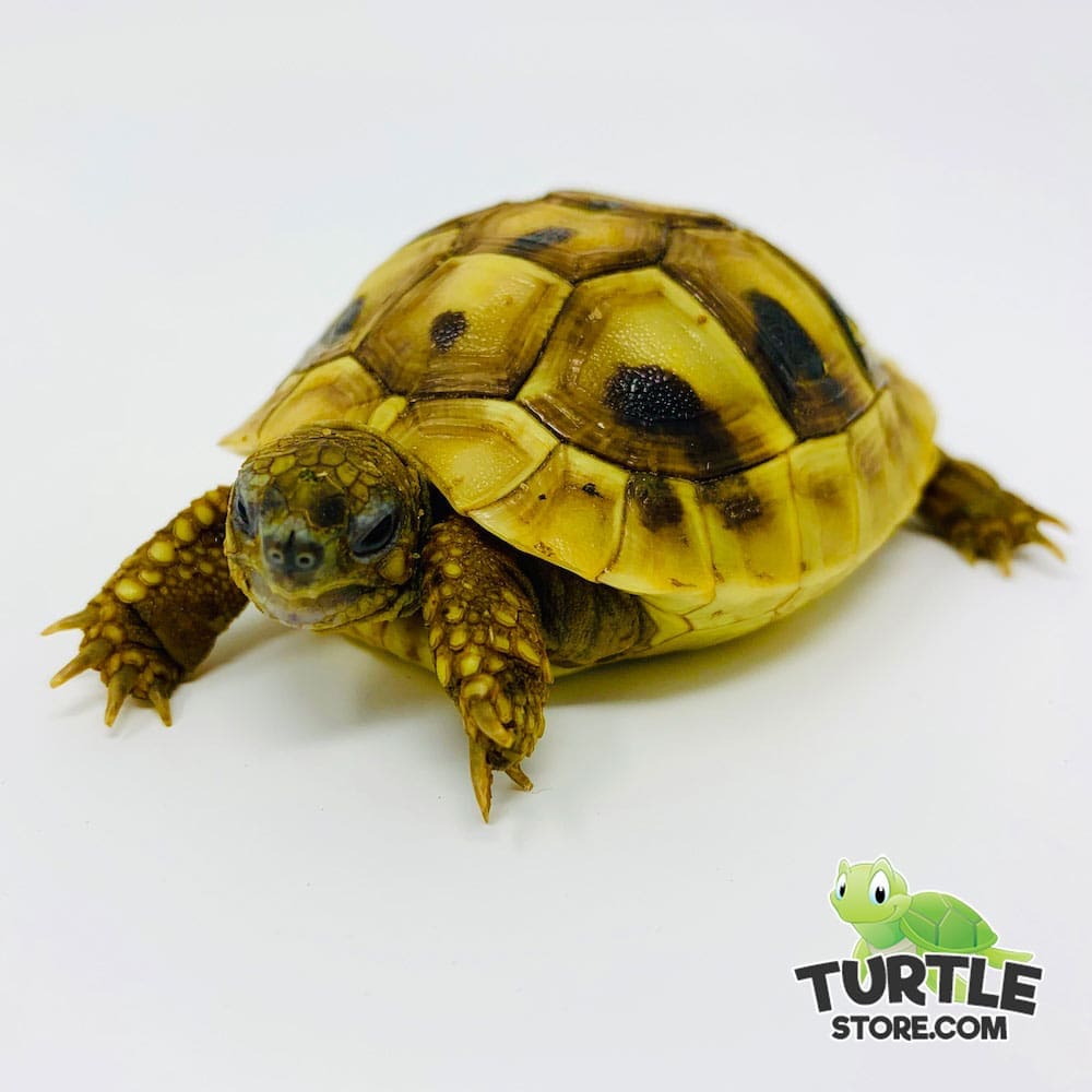 Eastern Hermann's Tortoise Care Sheet Eastern Hermann's Tortoise Care