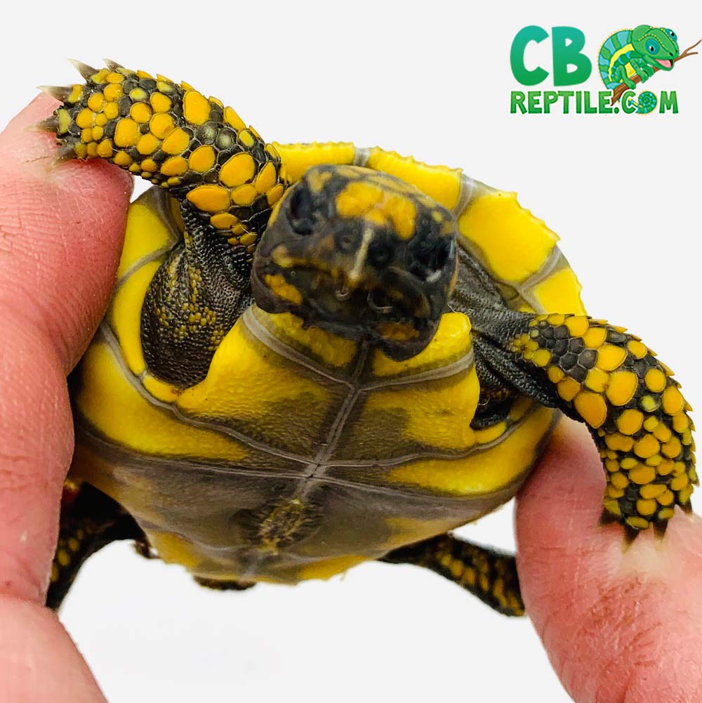 Yellow Footed Tortoise Care yellow foot tortoise care