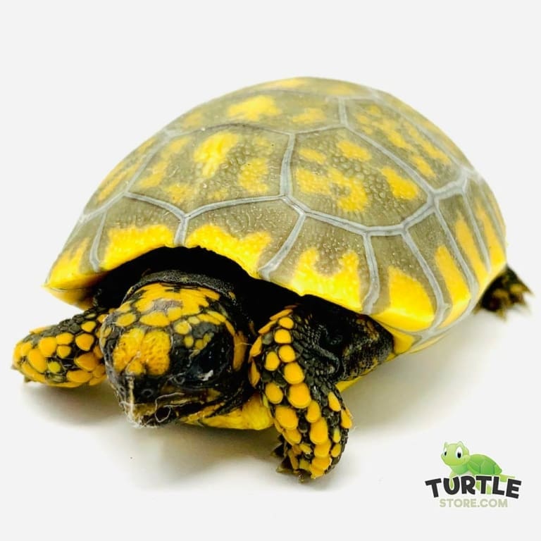 Yellow Footed Tortoise Care yellow foot tortoise care