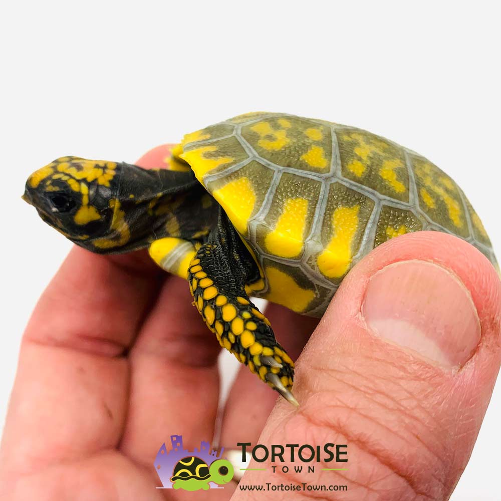 Yellow Footed Tortoise Care yellow foot tortoise care