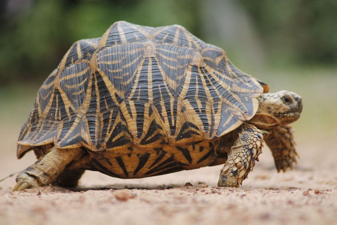 Sri Lankan Star Tortoise Lifespan Sri Lankan Star Tortoise Life Expectancy