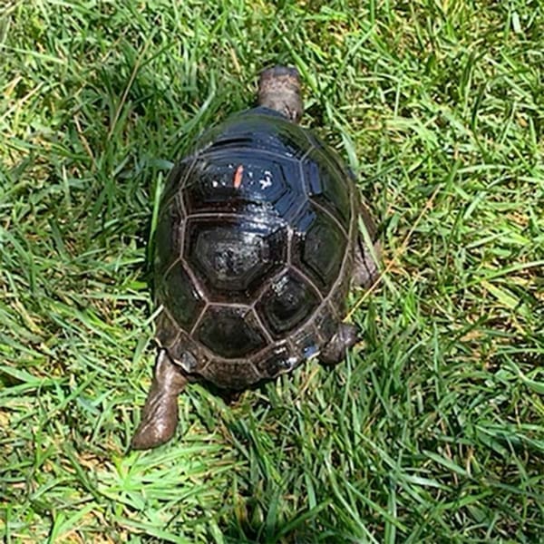 Aldabra Tortoise Breeder Giant Tortoise Breeder Aldabra Tortoise Breeding