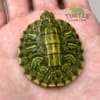 Ornate slider turtle for sale online. Baby slider turtles for sale online.