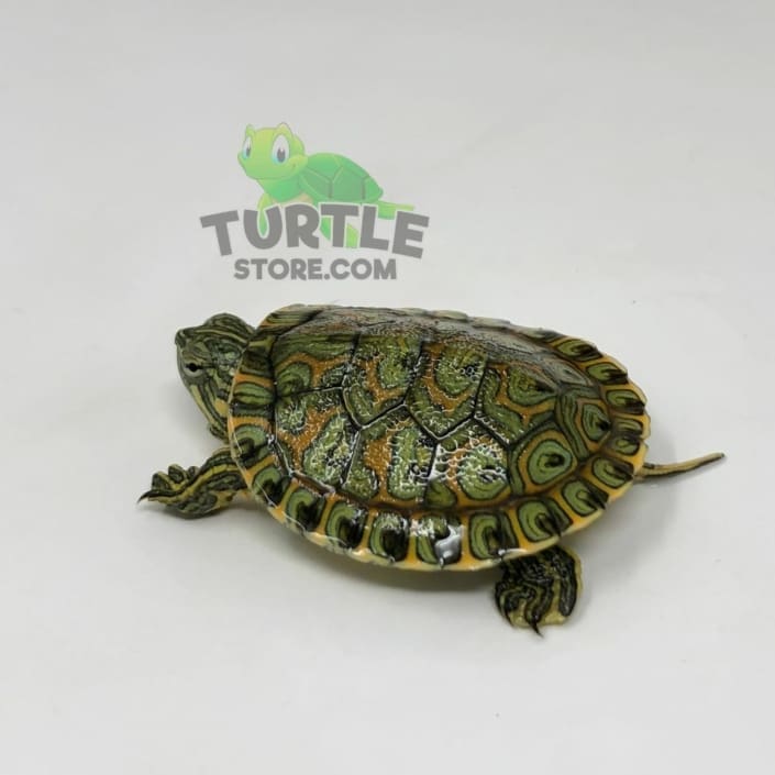 Peacock slider turtle for sale online. Baby slider turtles for sale online.