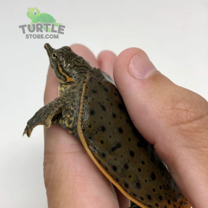 Leopard Softshell Turtle for sale online near me by the best turtle ...