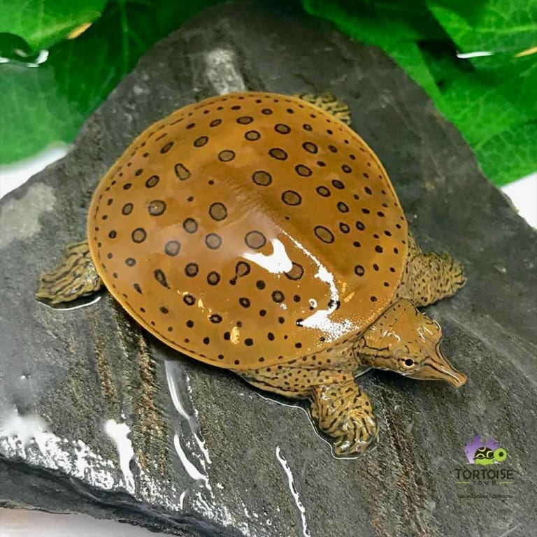 Spiney Softshell turtle for sale | Spiney Soft shelled turtles for sale