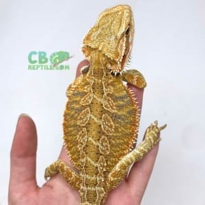 Full Grown Leatherback Bearded Dragon