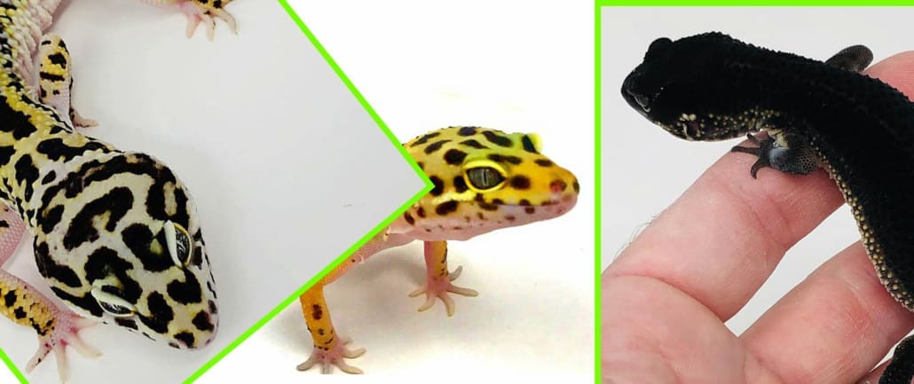 Leopard geckos for sale | where to buy leopard gecko for sale