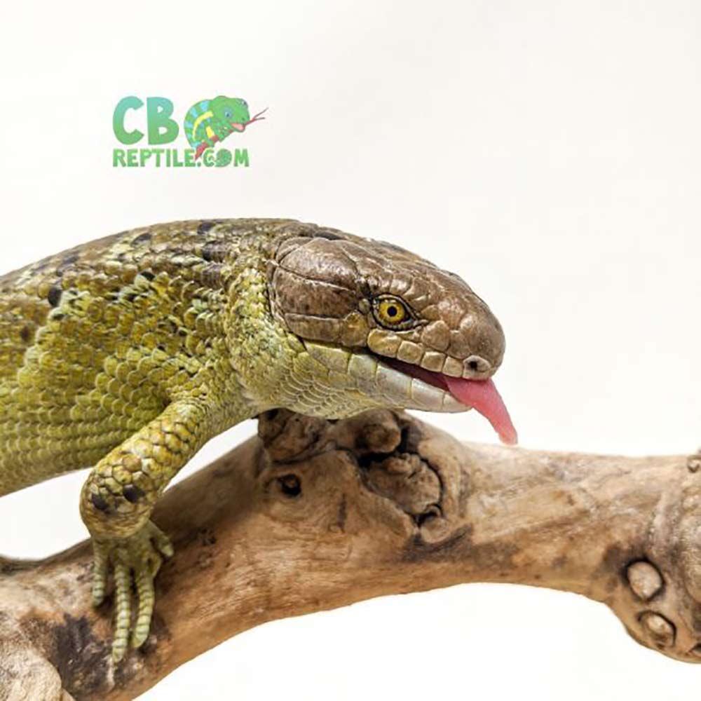 Skinks for sale online | Blue Tongued Skink for sale Monkey Tailed